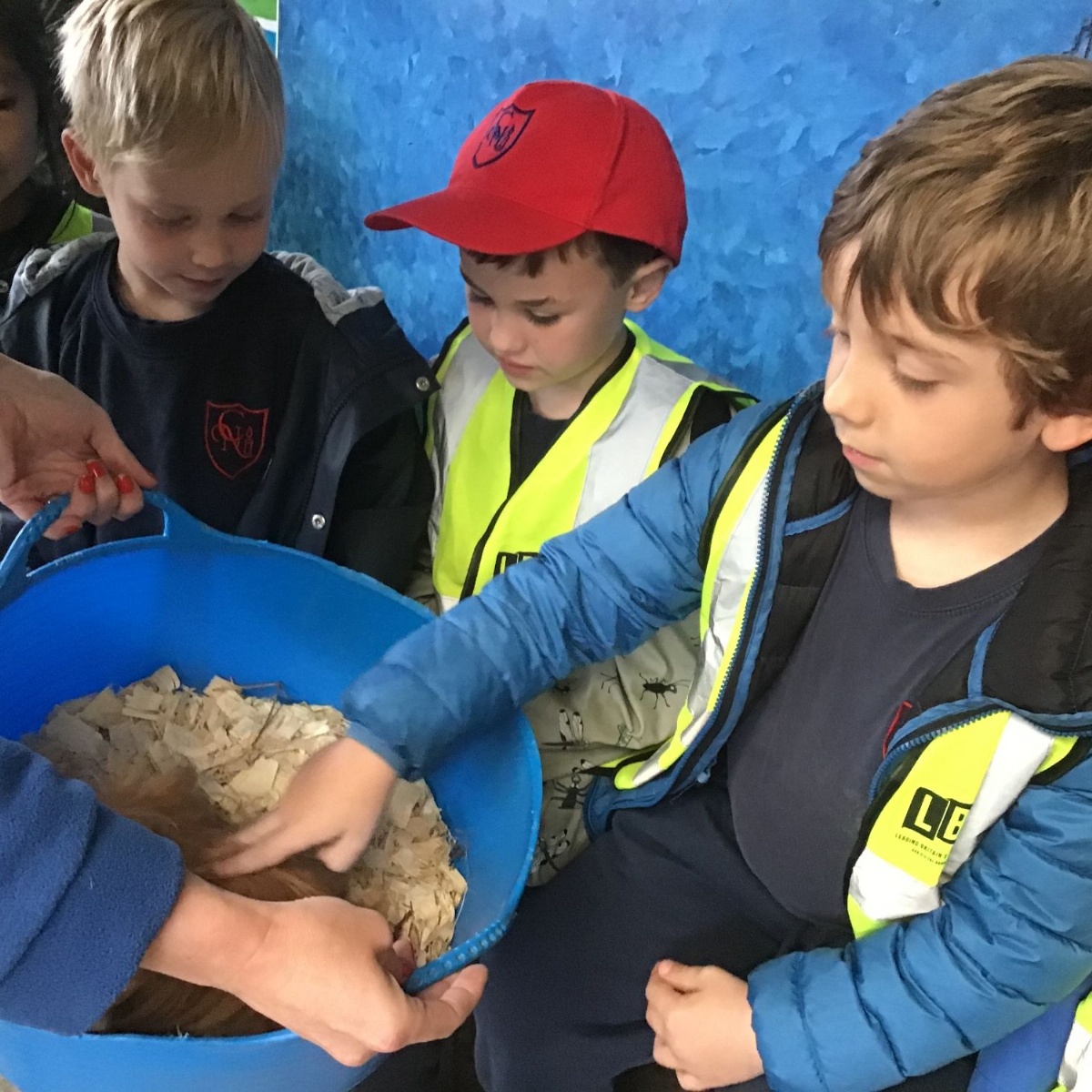 Cardinal Newman Catholic Primary School - Reception trip to Godstone Farm
